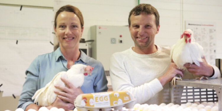 Alle artikler om fjørfe | BondeKompaniet