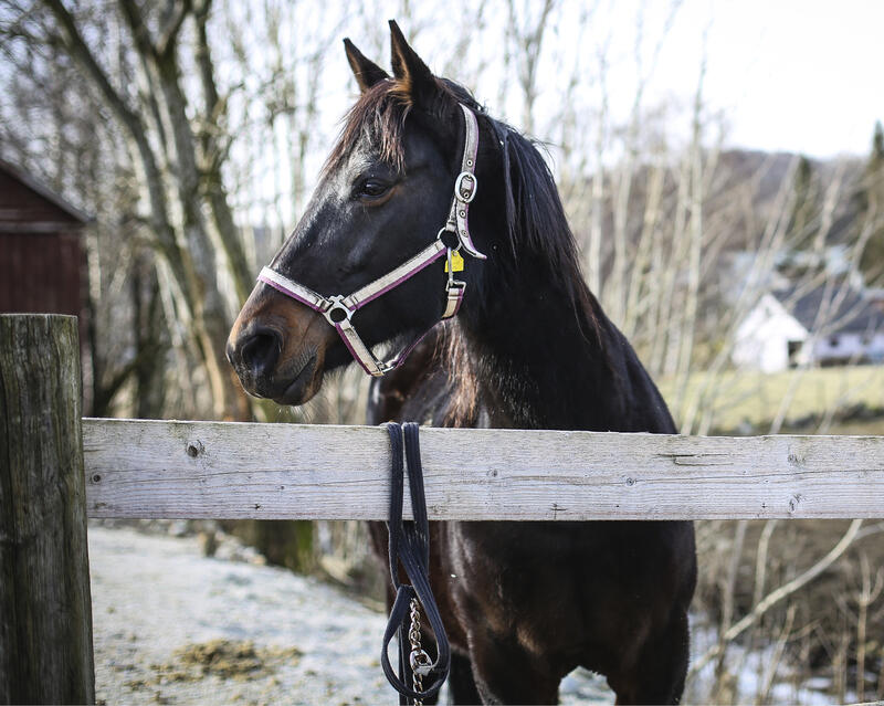Råd og tips til godt stell av hesten! | BondeKompaniet