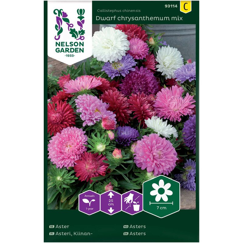 NELSON GARDEN Asters Dwarf chrysanthemum mix | BondeKompaniet