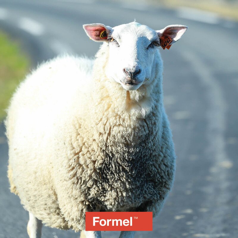 FORMEL Sau Normal | BondeKompaniet