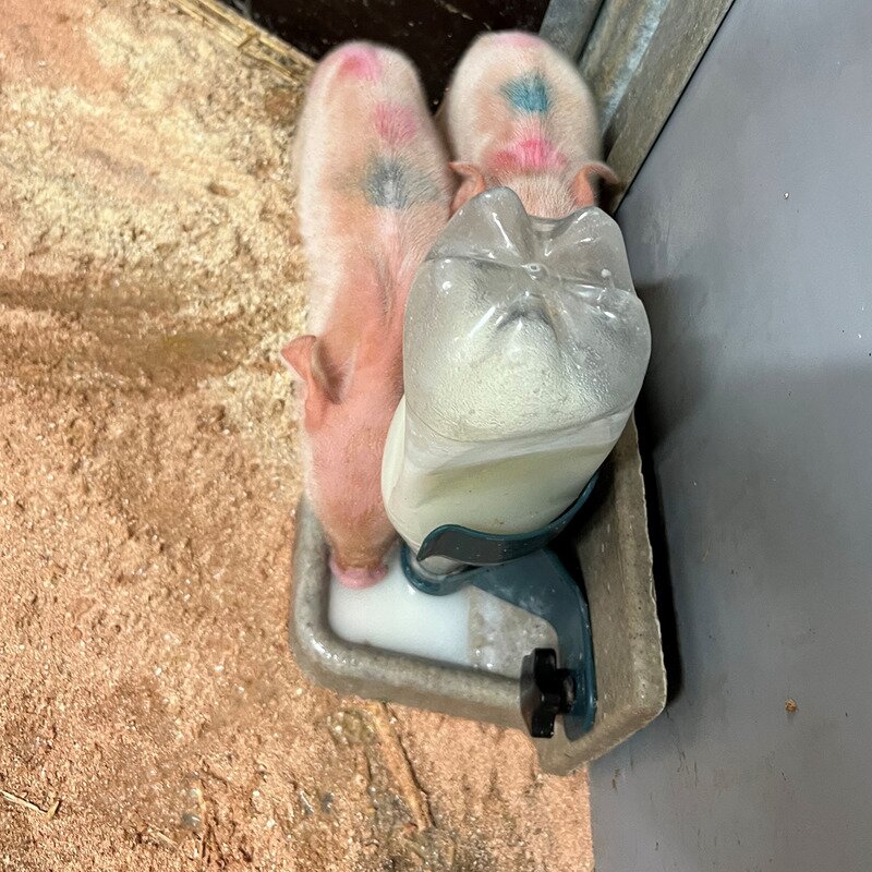 BEST FARM Pig-LET starter med 2 flasker | BondeKompaniet