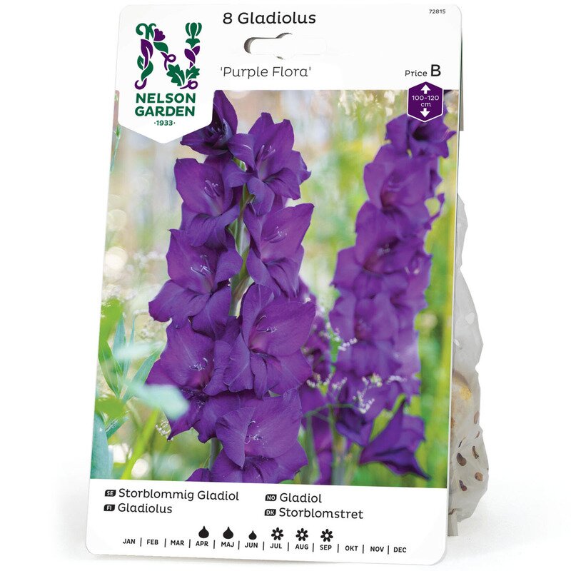 NELSON GARDEN Gladiol Purple Flora | BondeKompaniet