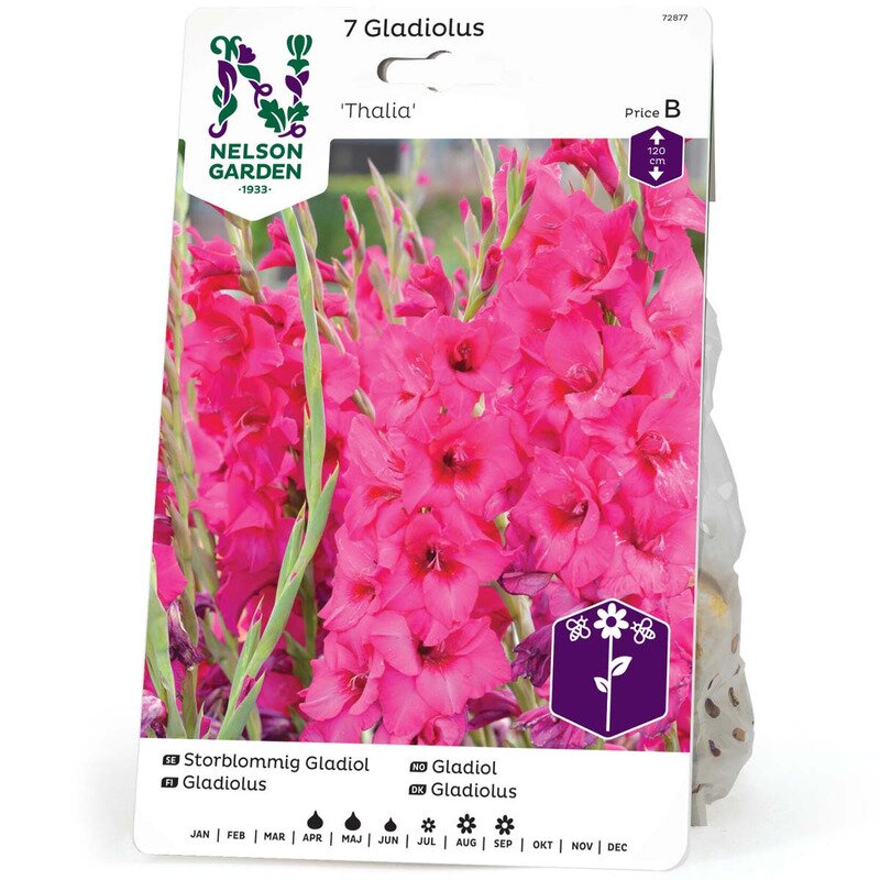 NELSON GARDEN Gladiol Thalia | BondeKompaniet
