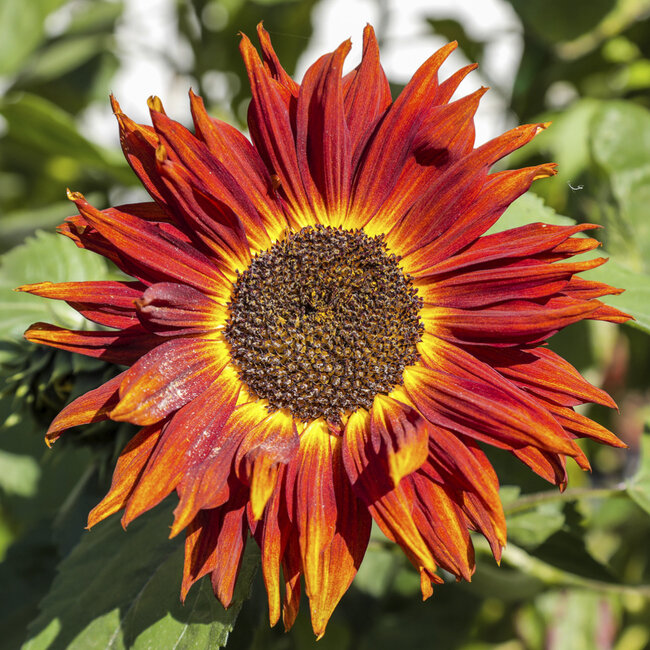 Spiselig hage - vil gjøre det enkelt å dyrke! | BondeKompaniet