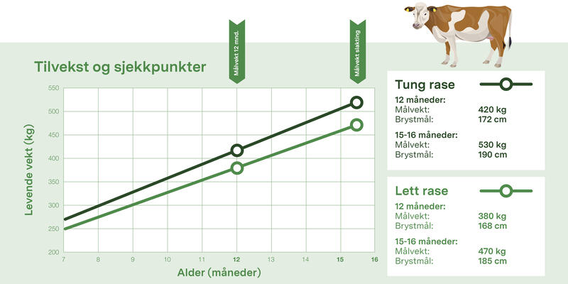 Fôring av kviger til slakt | BondeKompaniet