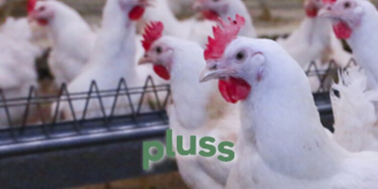 Alle artikler om fjørfe | BondeKompaniet