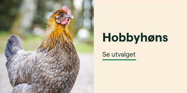 Kjæledyr | BondeKompaniet