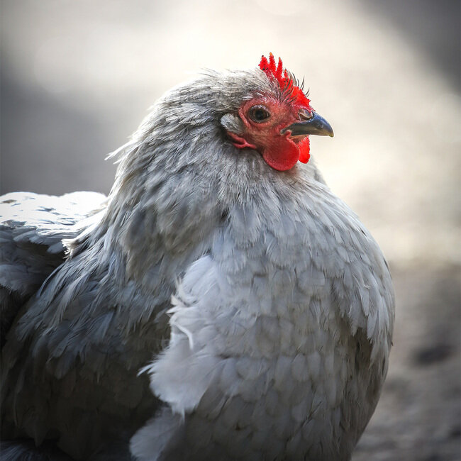 Hobbyhøner | BondeKompaniet