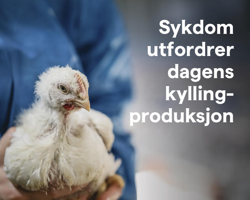Sykdom utfordrer dagens kyllingproduksjon | BondeKompaniet