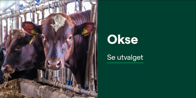 Storfe | BondeKompaniet