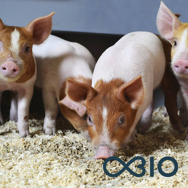 Miljøprodukter til gris! | BondeKompaniet