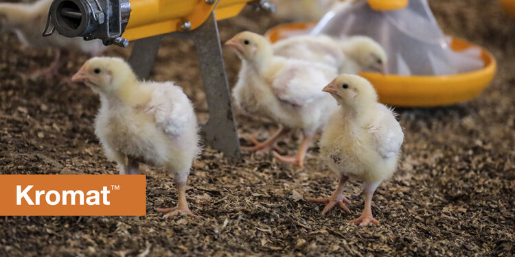 Alle artikler om fjørfe | BondeKompaniet