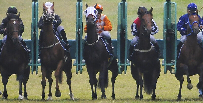 Fôring av konkurransehest | BondeKompaniet