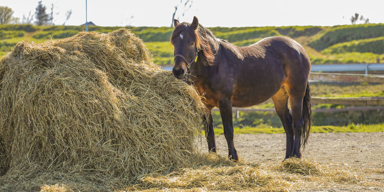 Holdvurdering | BondeKompaniet