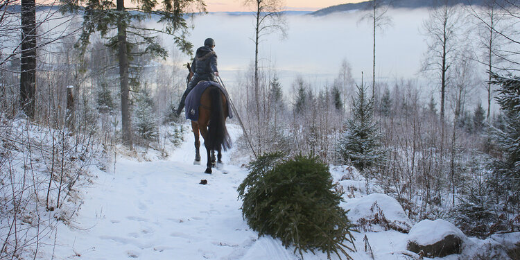 Fôring av unghest | BondeKompaniet