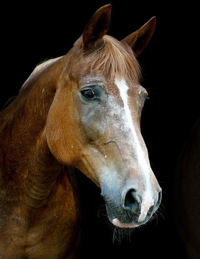 Fôring av våre seniorer | BondeKompaniet