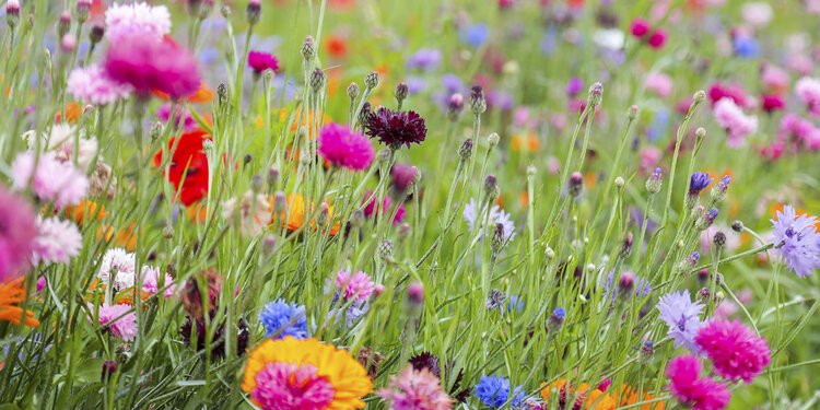 markdag | BondeKompaniet