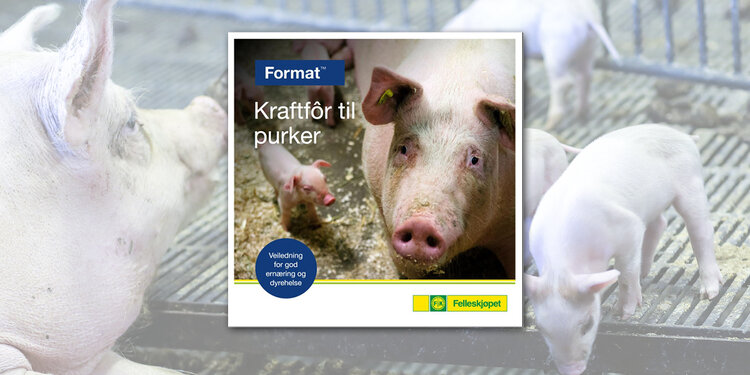 Like godt resultat med rimeligere purkefor | BondeKompaniet