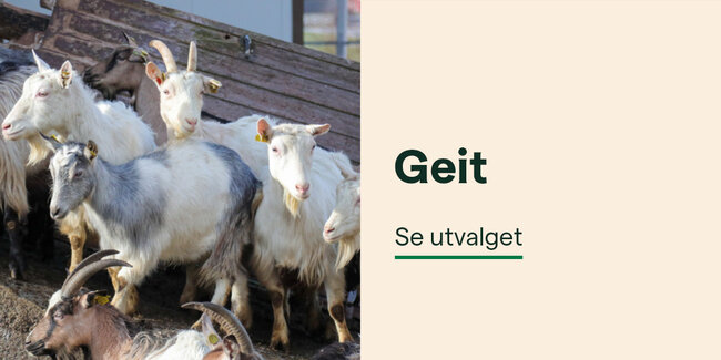 Sau og geit - BondeKompaniet | BondeKompaniet