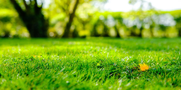 Plenguiden - alt du trenger å vite for å få den perfekte plenen ...