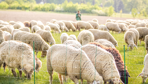 AKO Elektrisk nettinggjerde 50 meter Topline TitanNet | BondeKompaniet