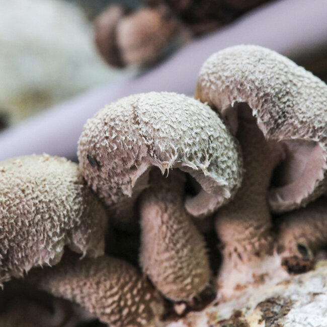 Topp Sopp - dyrker gourmetsopp i gammelt båsfjøs | Felleskjøpet ...